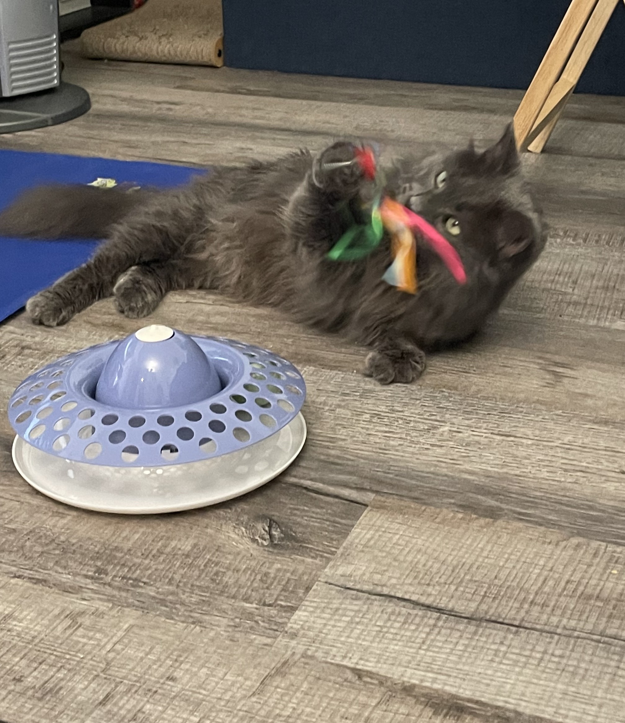 Automated Toy Butterfly by Caroline’s Cats - Patience for Cats